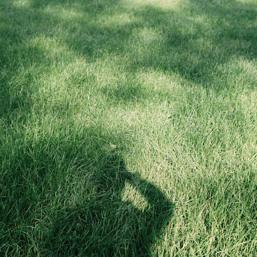 The Fake Lawn That Taught Me a Real Life Lesson - Sonshine 98.5 FM