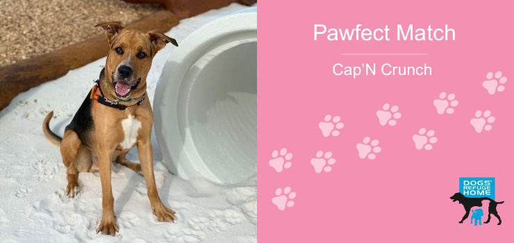 The Sweet Shepherd Mix Looking for His Pawfect Match - Sonshine 98.5 FM