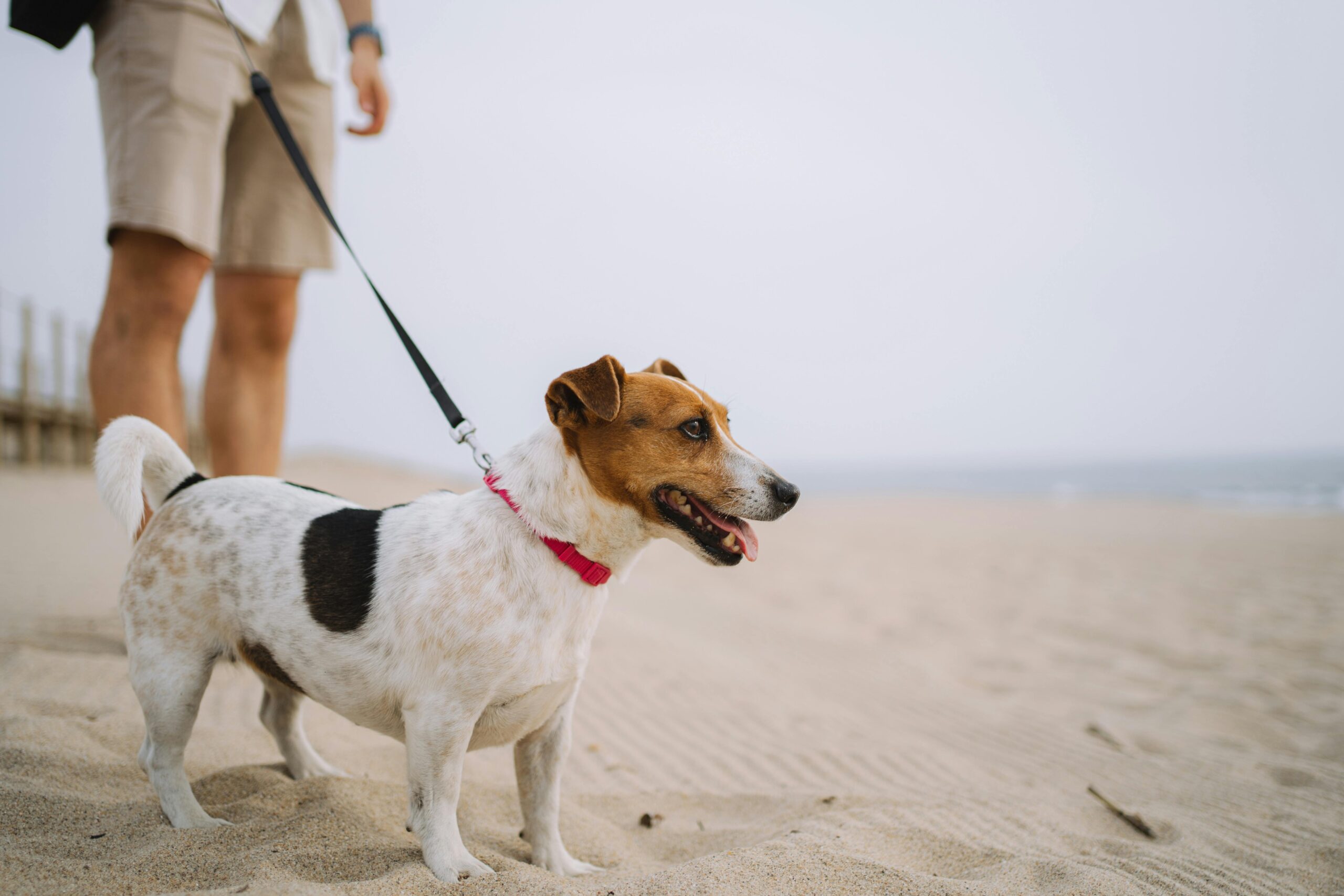 What a Runaway Dog Can Teach Us About Staying Close to God - Sonshine ...