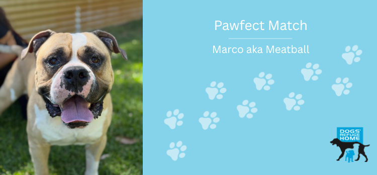Meet Marco (Aka Meatball): The Big Softie Looking for His Forever Couch ...