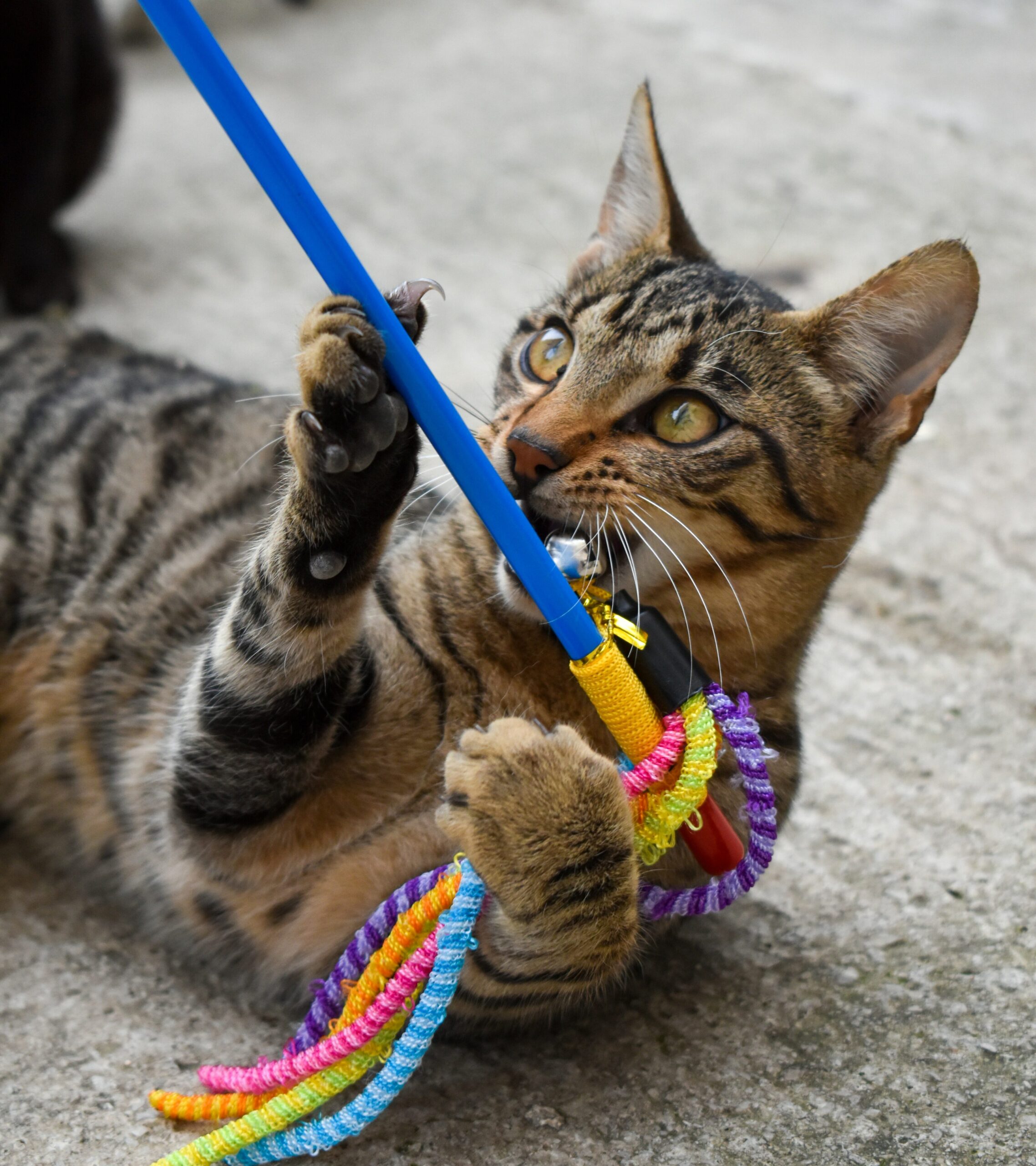 Animal Behaviour Chat – Why Do Cats Knock Things Over? - Sonshine 98.5 FM