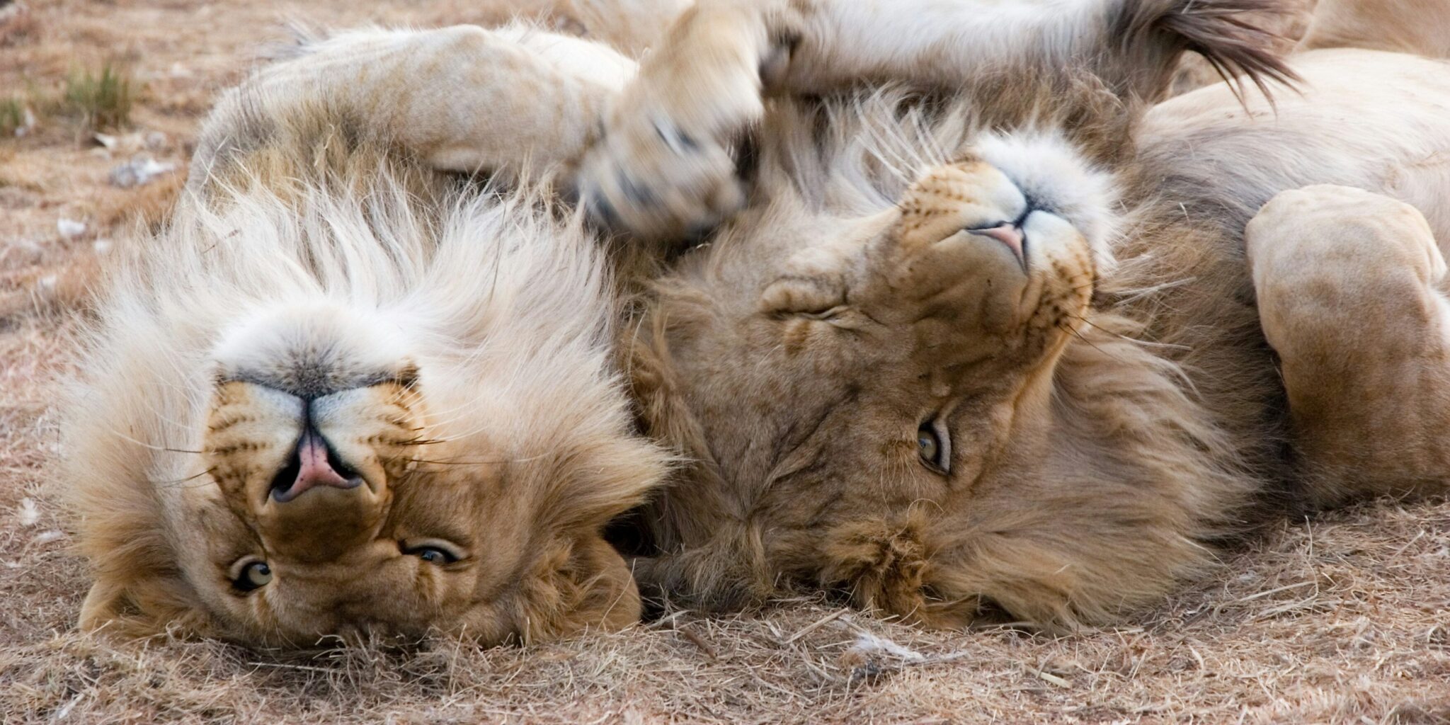 Animal Behaviour Chat – Why Do Cats Knock Things Over? - Sonshine 98.5 FM