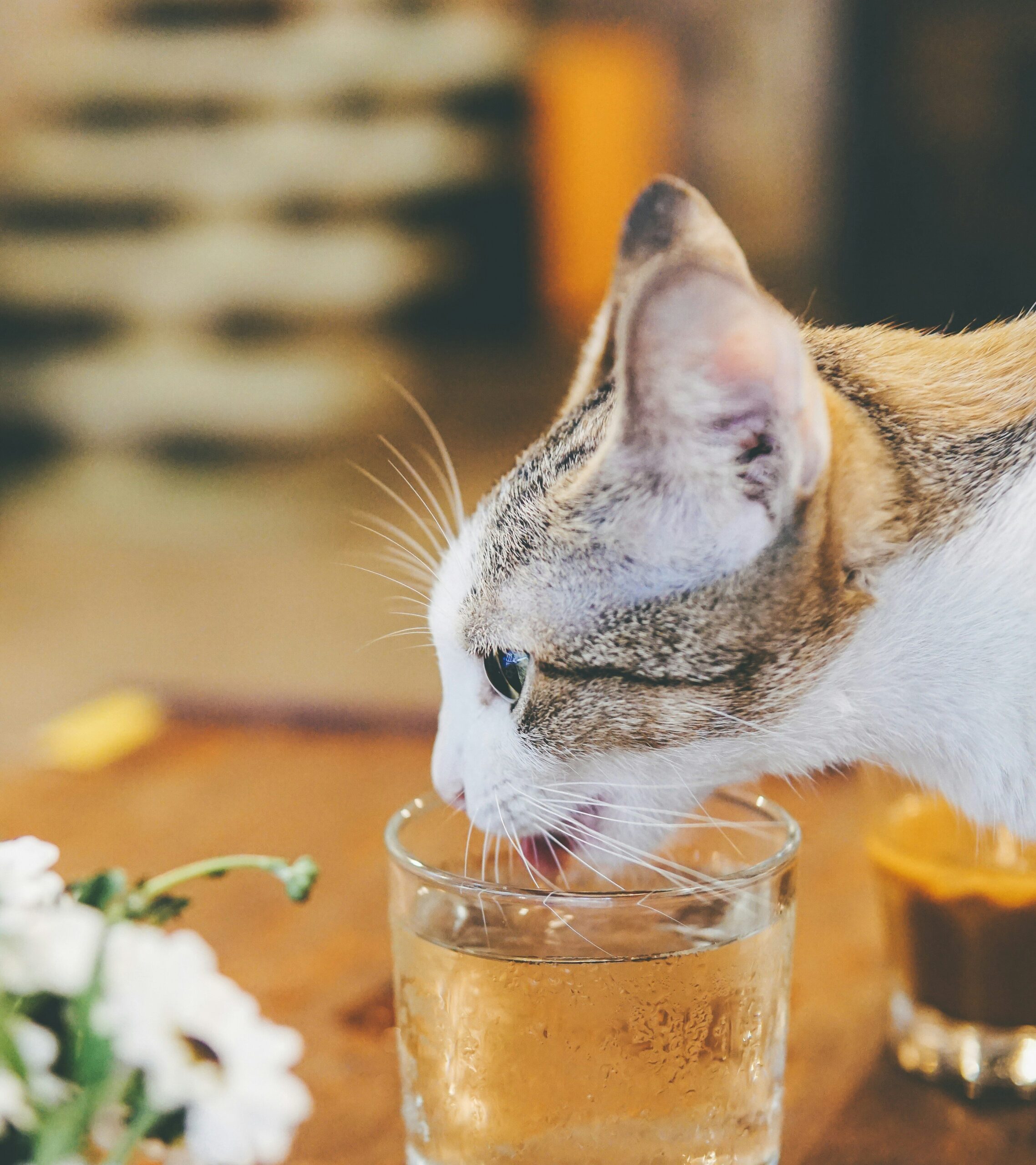 Animal Behaviour Chat – Why Do Cats Knock Things Over? - Sonshine 98.5 FM
